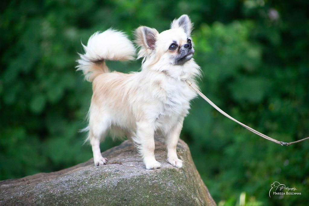 Chihuahua - The Breed Archive