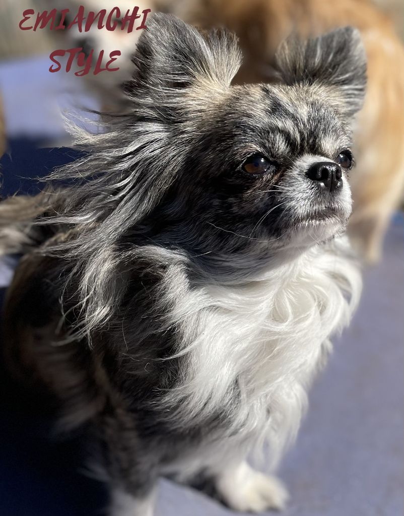 Chihuahua - The Breed Archive