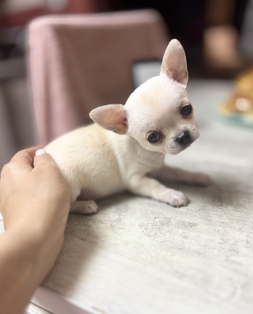 Chihuahua - The Breed Archive