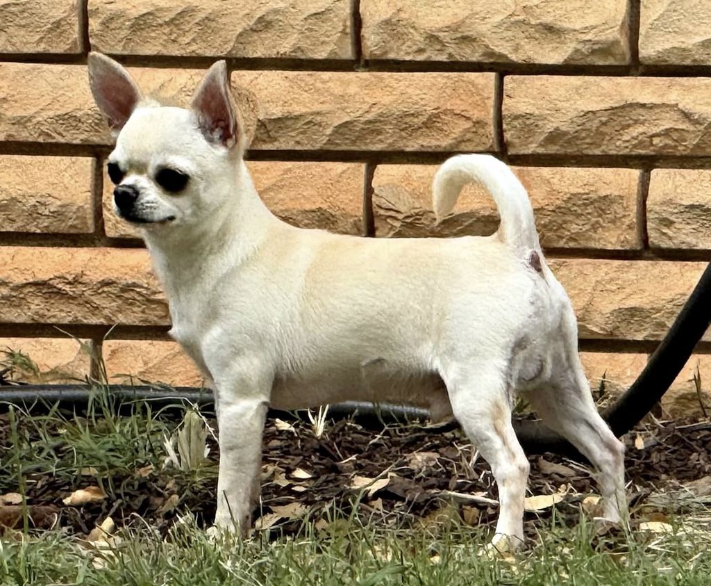 Chihuahua - The Breed Archive